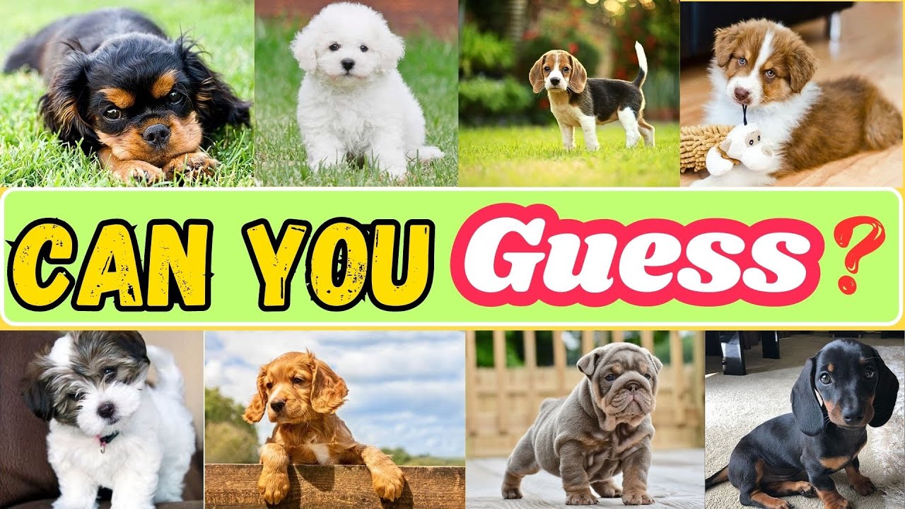 Can You Guess All Puppies In 3 Second || Ultimate animal quiz ...