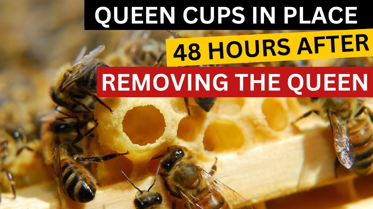 Beekeeping | Queen Cups after 48 Hours - YouTube