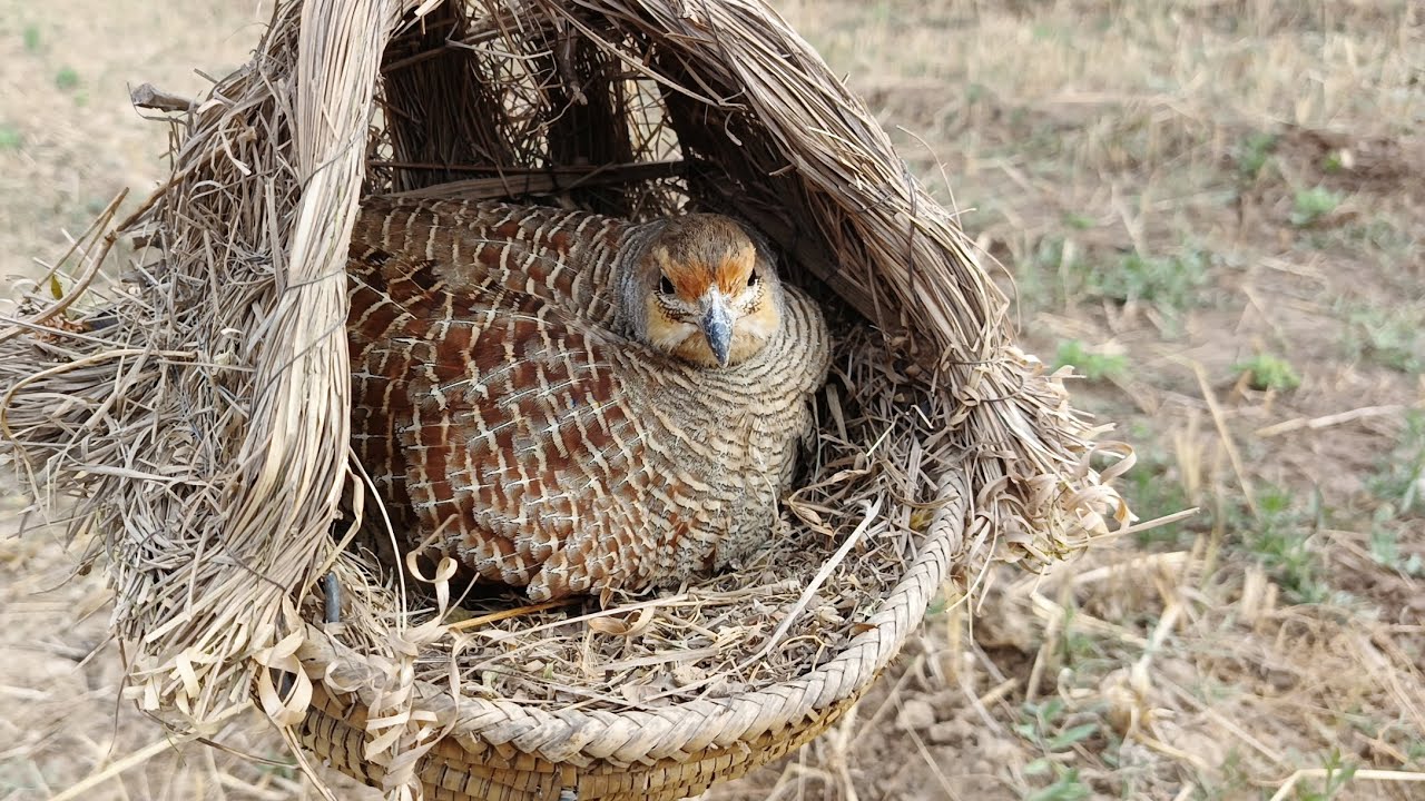 Dakni teetar female | dakni teetar chicks - YouTube