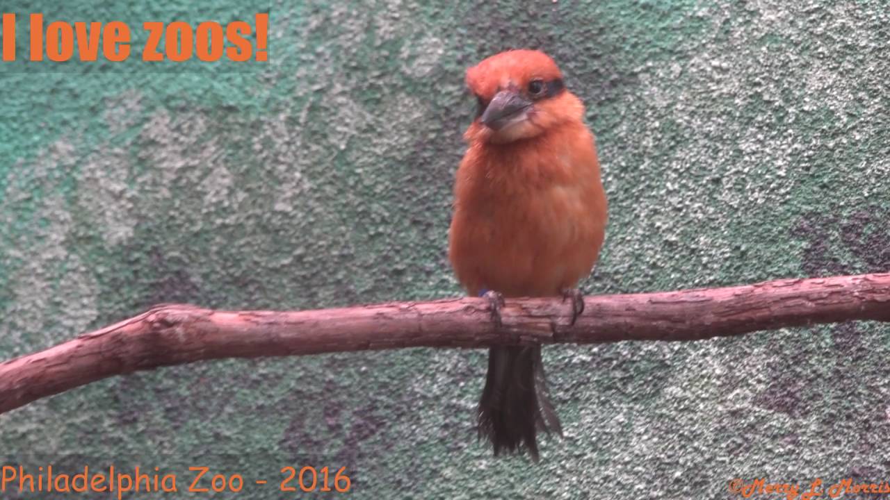 Philadelphia Zoo Micronesian Kingfishers (Female and Male) - YouTube