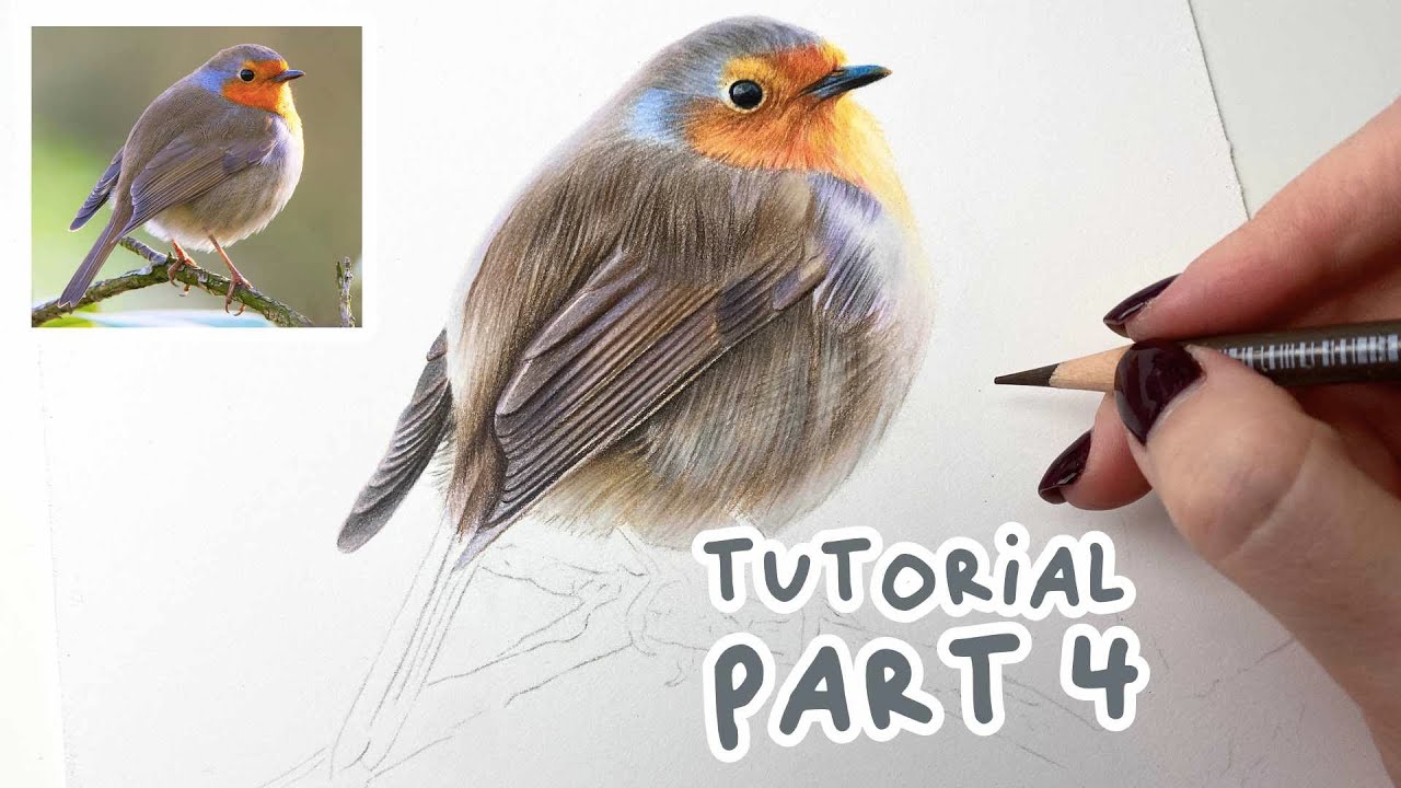 How to Draw a Realistic Robin | Coloured Pencil Tutorial Part 4 - YouTube
