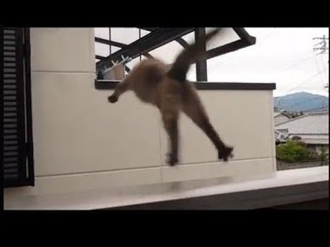 Sakar Komik Kediler Ziplamaya Çalısan - Funny Cat Jump Fail