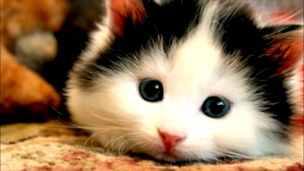 Cute Kittens so adorable precious little kitties - YouTube