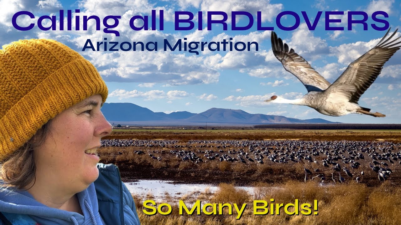 [ARIZONA] Whitewater Draw Wildlife Area ~ Thousands of migrating ...