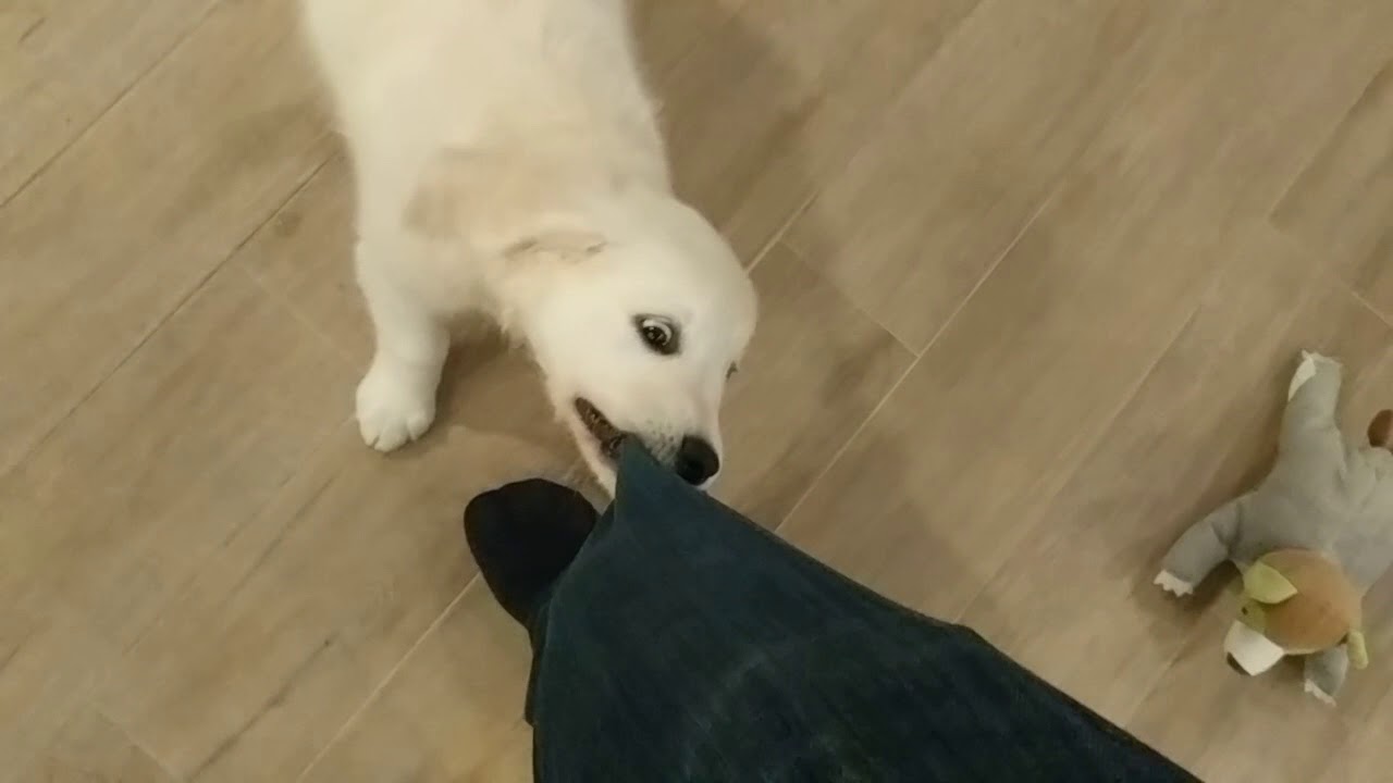 9 Weeks Old with an Attitude - YouTube