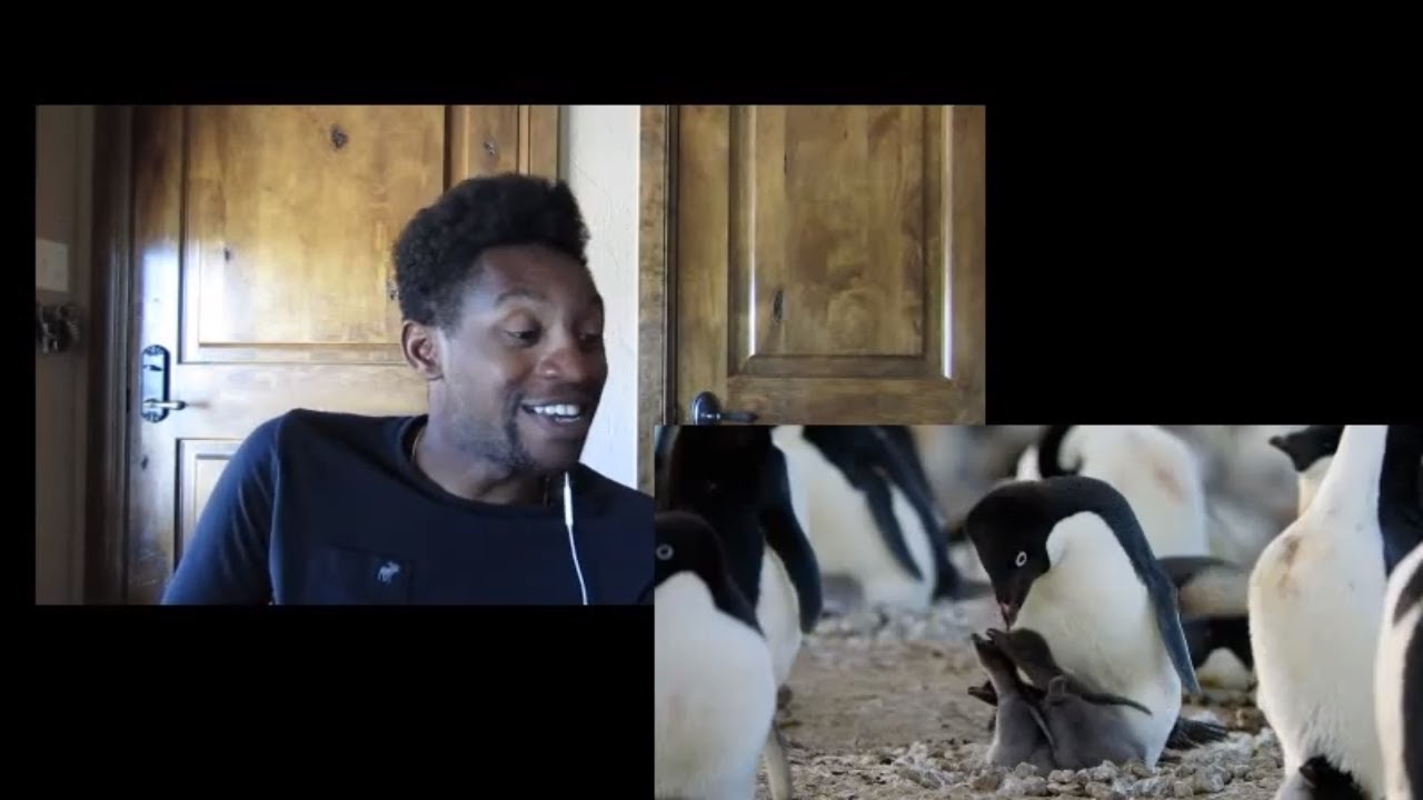 Disneynature Penguins Reaction - YouTube