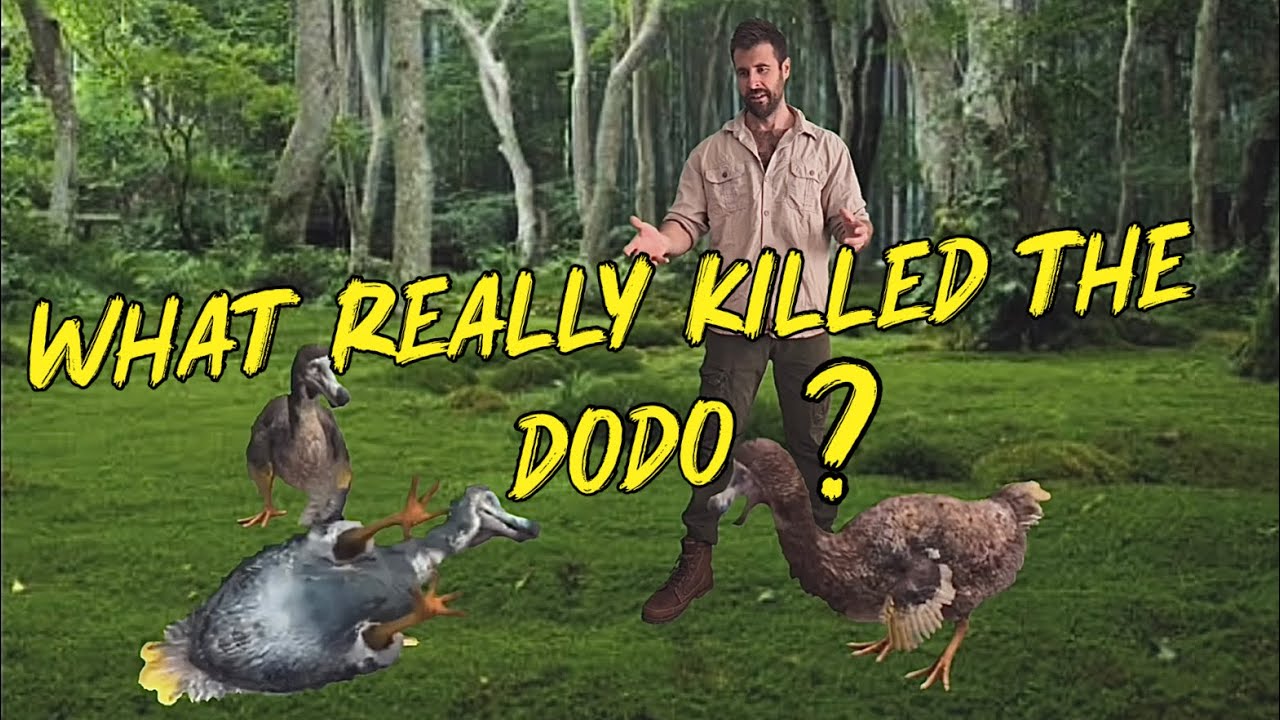 Things You Didn’t Know About the Dodo - YouTube