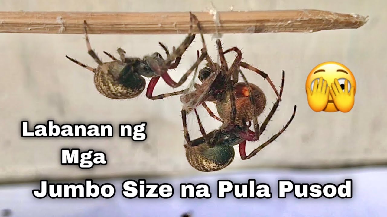 Labanan ng mga Jumbo Size na Gagambang Pula pusod😱🕷. Grabing pigaan ...