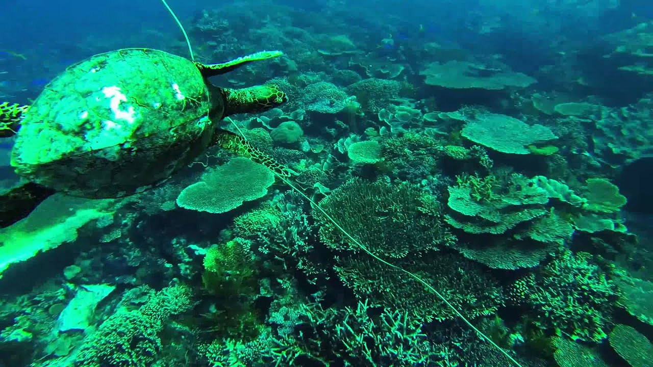 Turtle ride while diving - YouTube