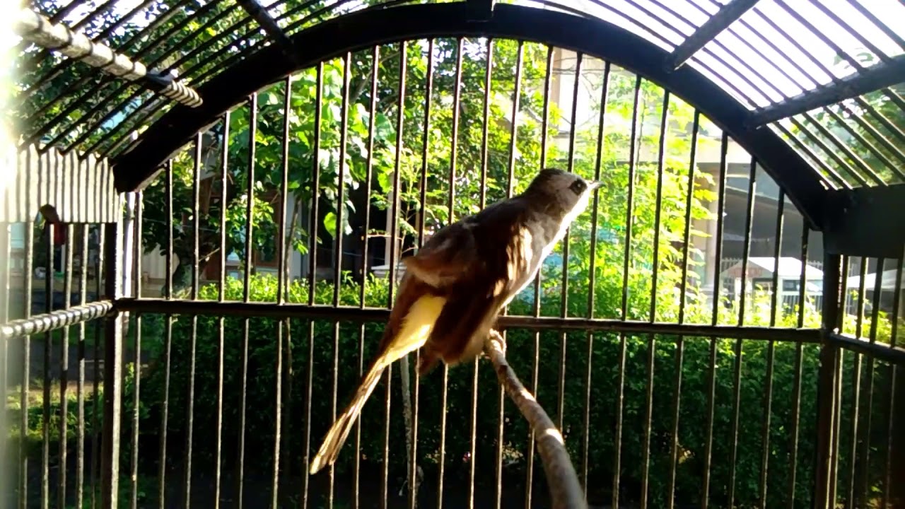 Trucuk kebo jatim #Trucuk #Merbah_Cerukcuk #Jatim #tvselokchanel - YouTube