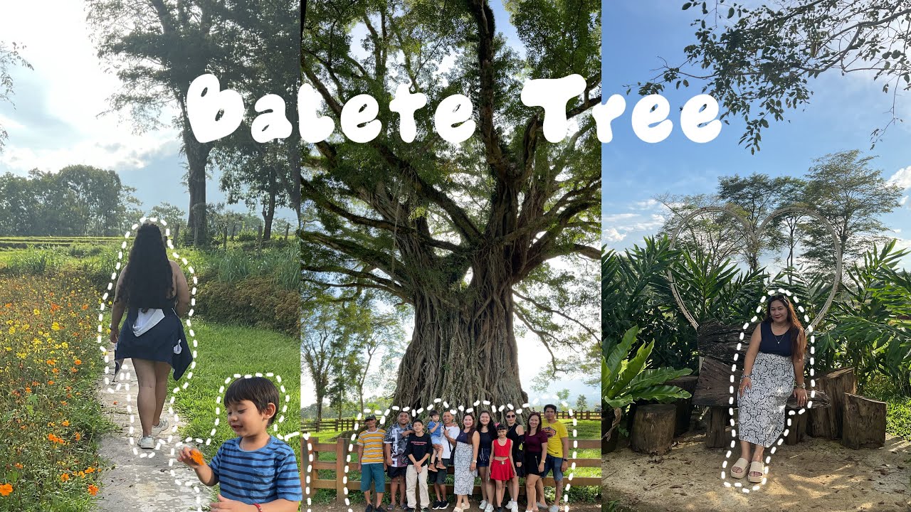Century Old Balete Tree, Canlaon City - YouTube