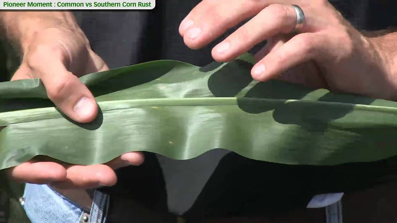 Common vs Southern Corn Rust - YouTube