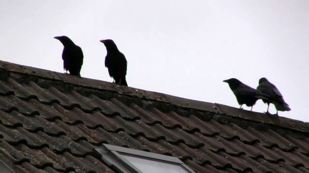 Rooftop Crows 'call out' - YouTube