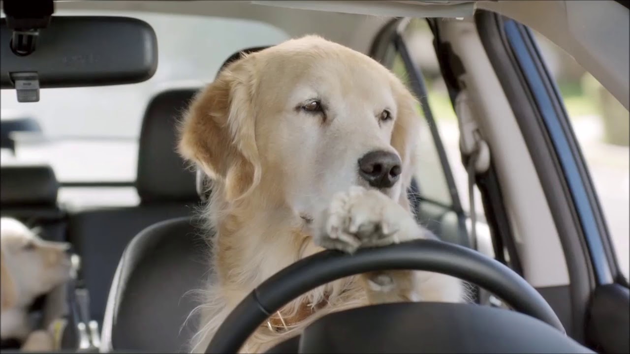 Subaru Dog Tested. Dog Approved! - YouTube