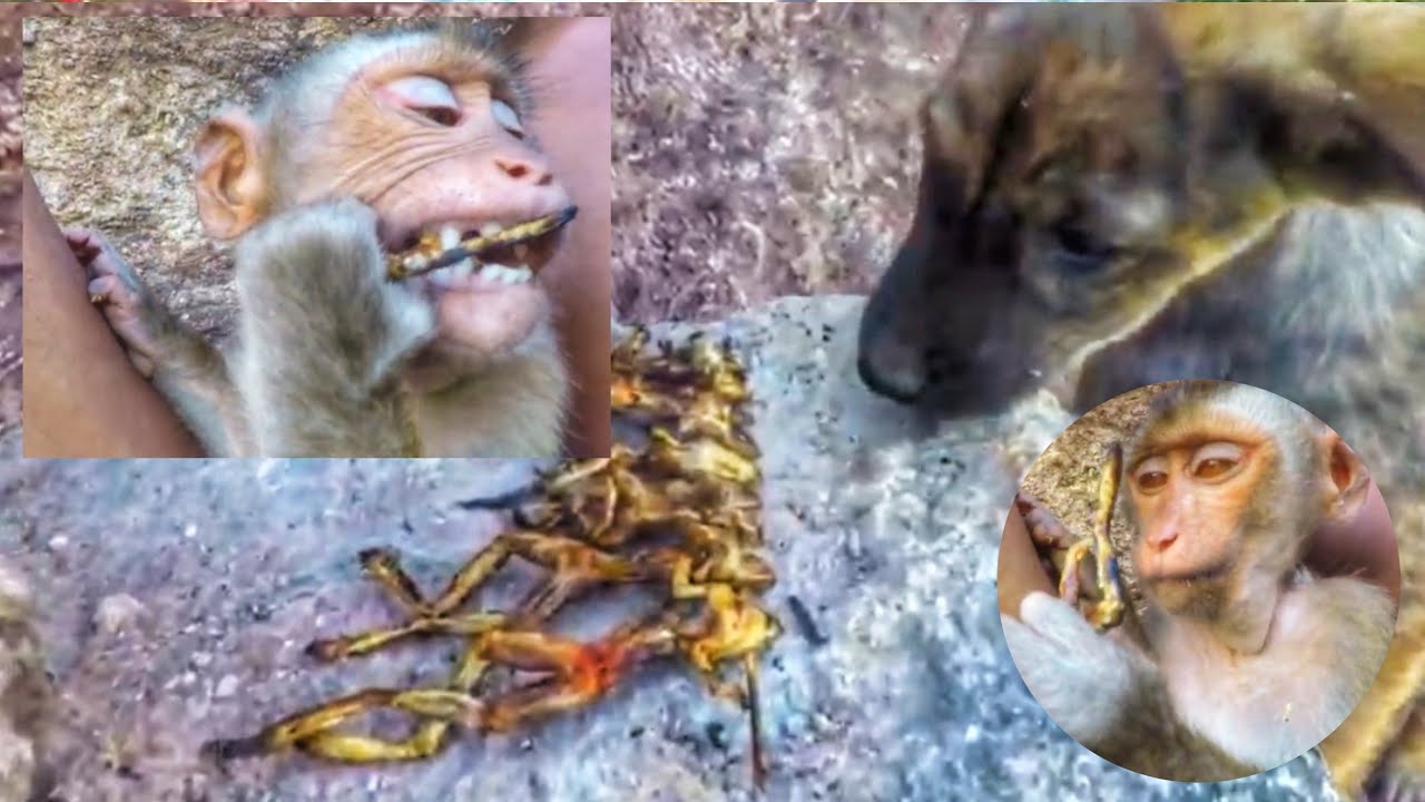 Monkey Eat frogs | Animals - YouTube