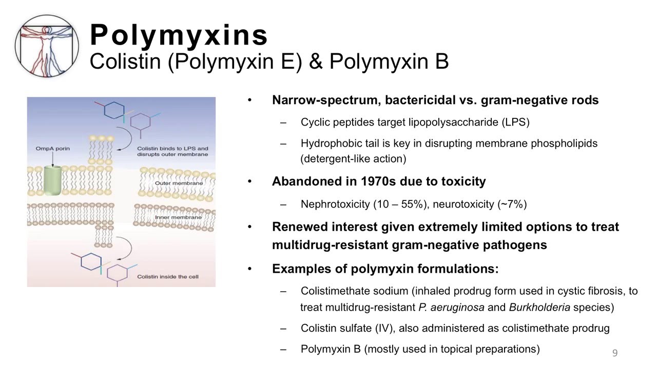 Intro to Bacteria & Antibiotics: Non BL Cell Wall & Membrane Abx - YouTube