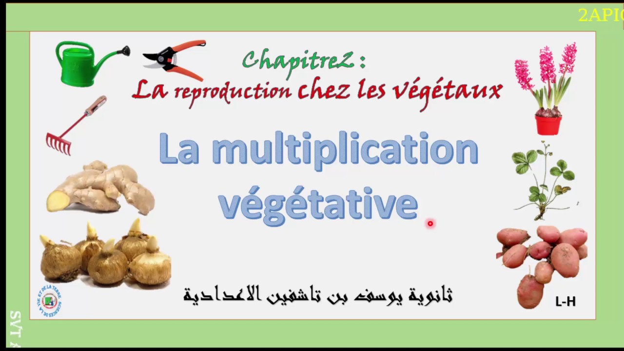 multiplication végétative 2ème année du collège - YouTube