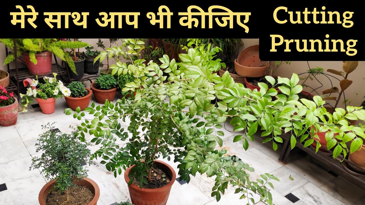 How to make plant bushy पौधों को घना कैसे बनाए, Madhukamini murraya ...