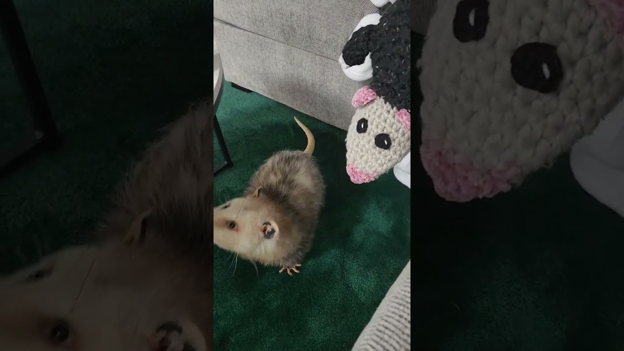 Possum gets her Christmas present (doesn't care) 🤣 - YouTube