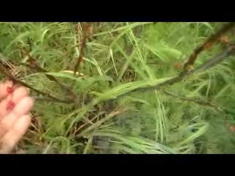 Berry Picking ~ Alaska Wild Red Currant - YouTube
