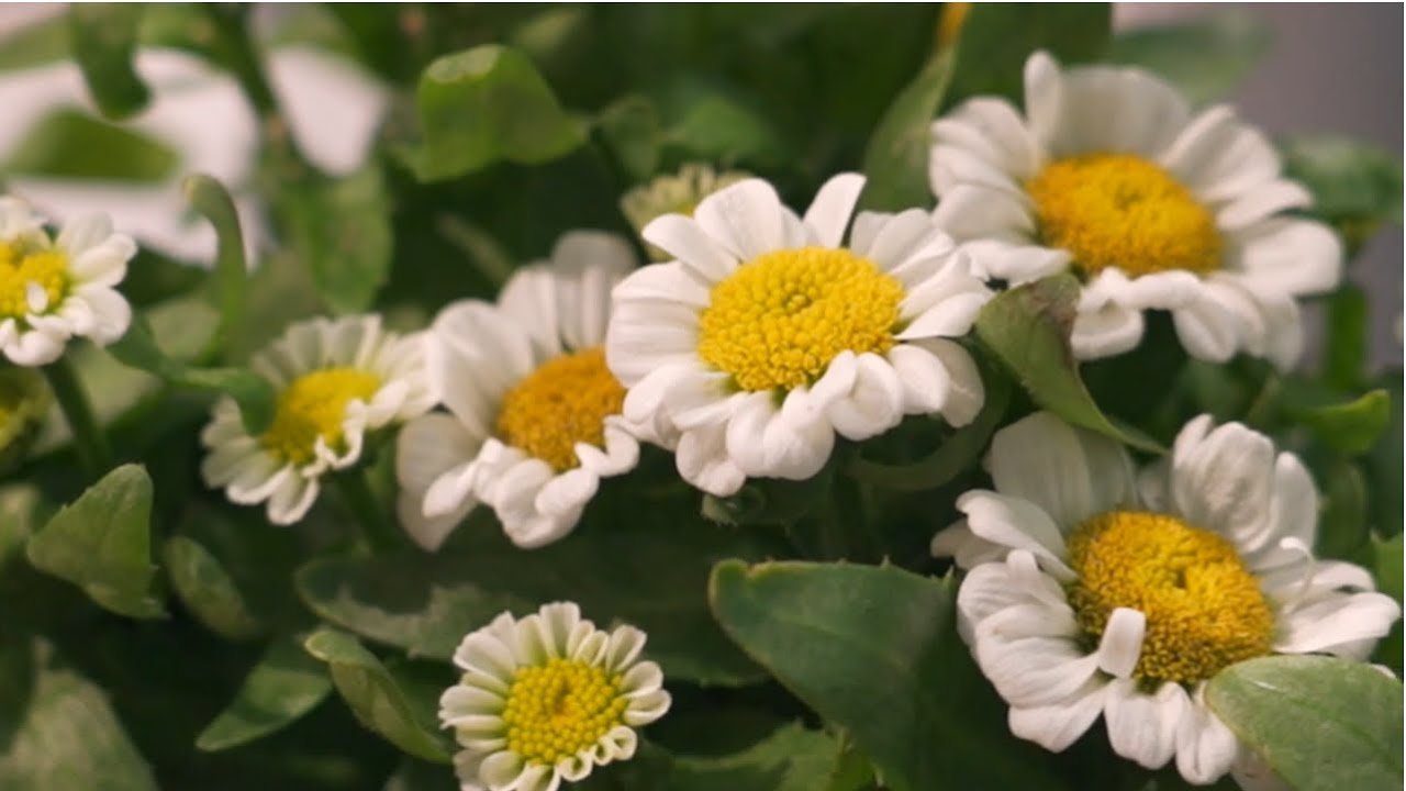 Leucanthemum Sweet Daisy® Shelly and Veronica Candela - YouTube