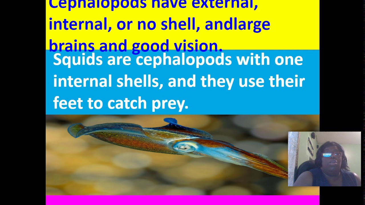 Invertebrates: Mollusk and Segmented Worms. - YouTube
