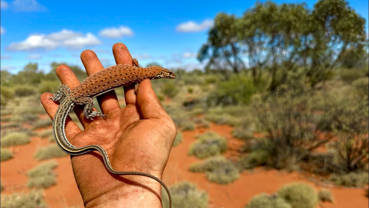 Search for one of Australia’s most elusive Venomous Snakes - YouTube