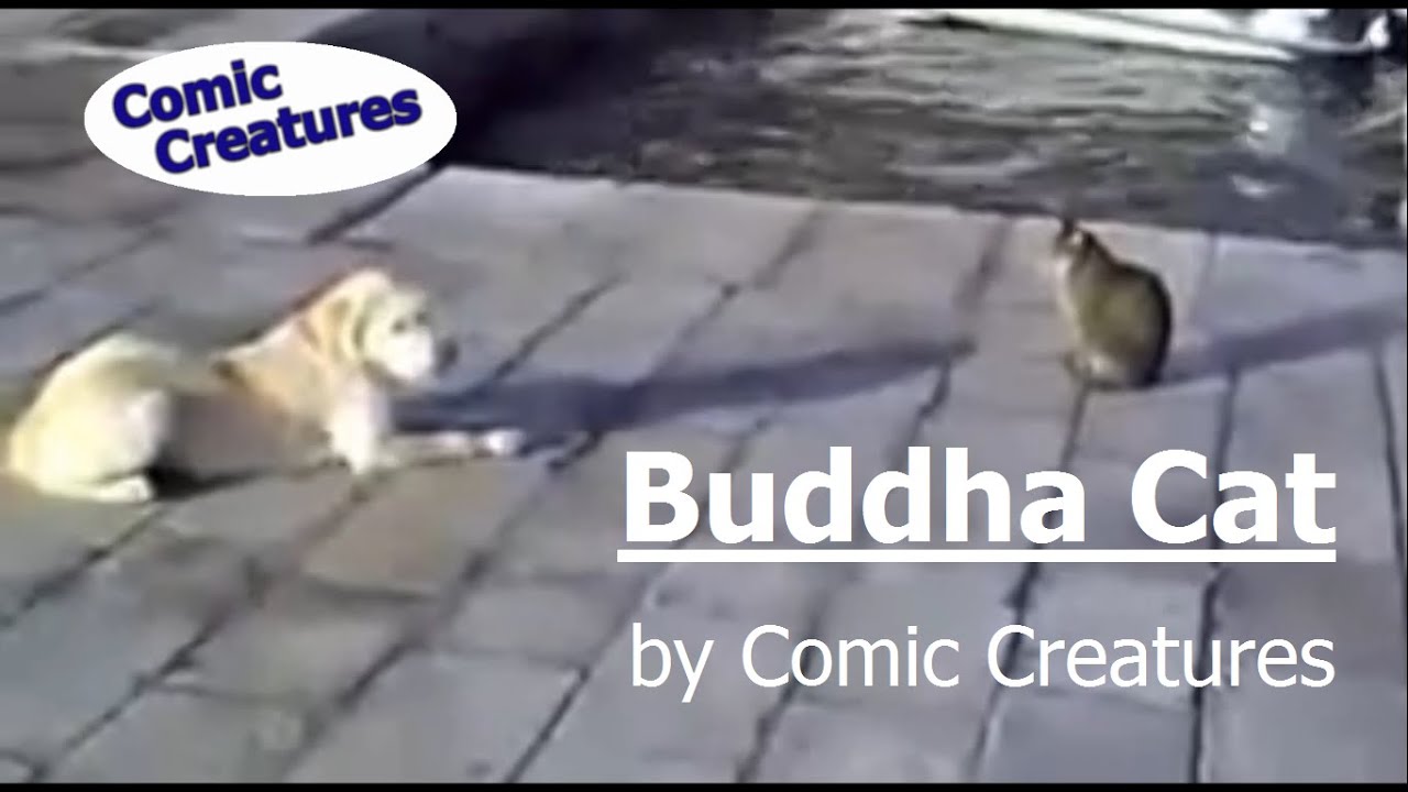Buddha Cat by Comic Creatures. Siddhartha Gautama and appearance of ...