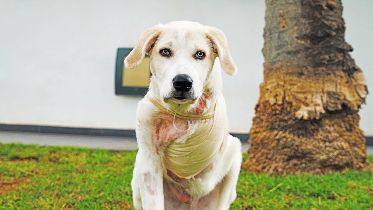 This little dog just lost his front leg, but look at him! - YouTube