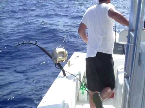 Gray Tilefish and Barrelfish off Boca! - YouTube