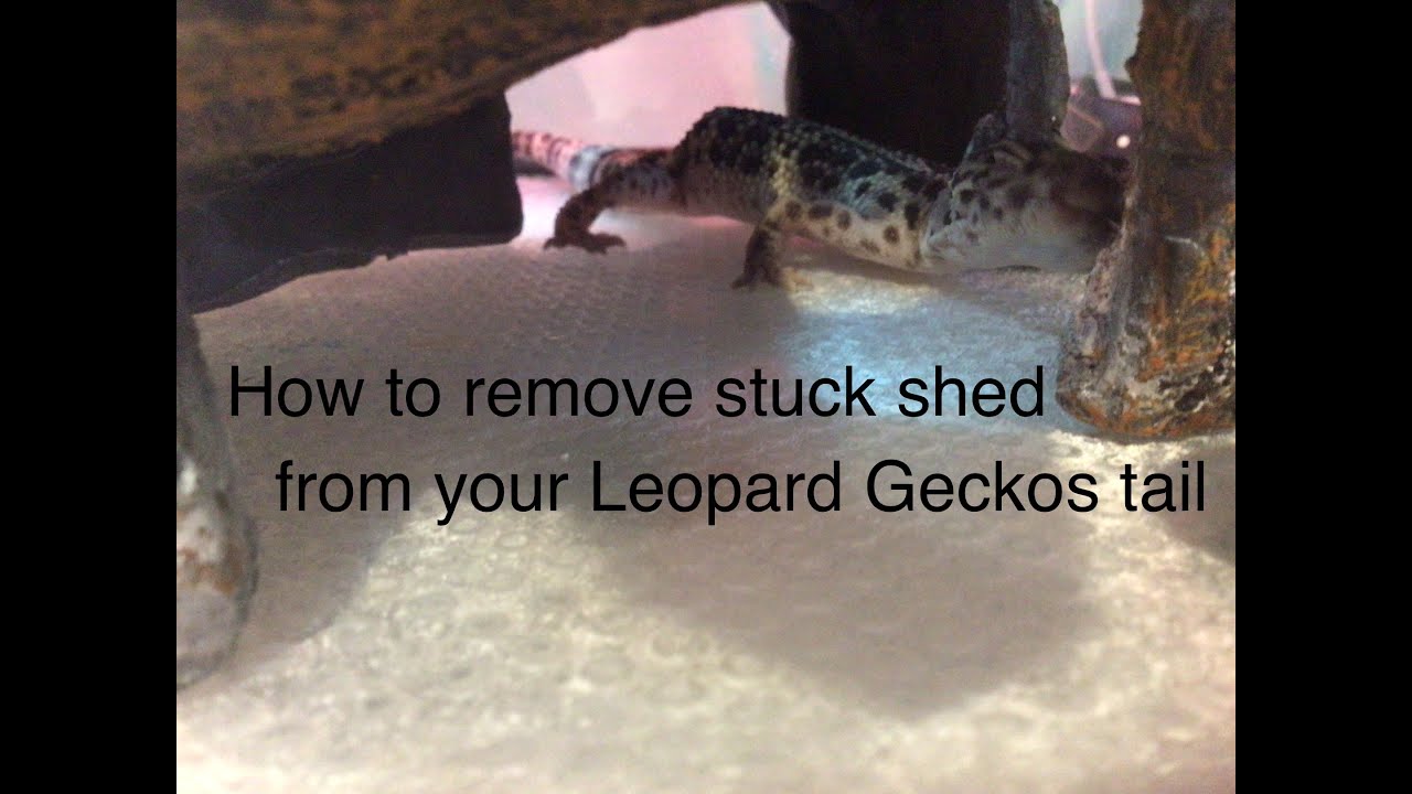 How to remove stuck shed from your Leopard Geckos tail - YouTube