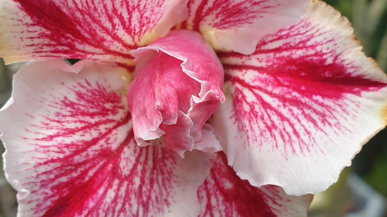 Rare-rarest adenium flowers #adenium #gardening #flowers #compilation # ...