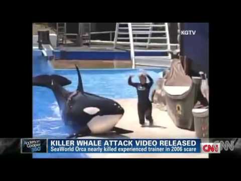 SeaWorld releases video of 2006 killer whale attack 2015 - YouTube