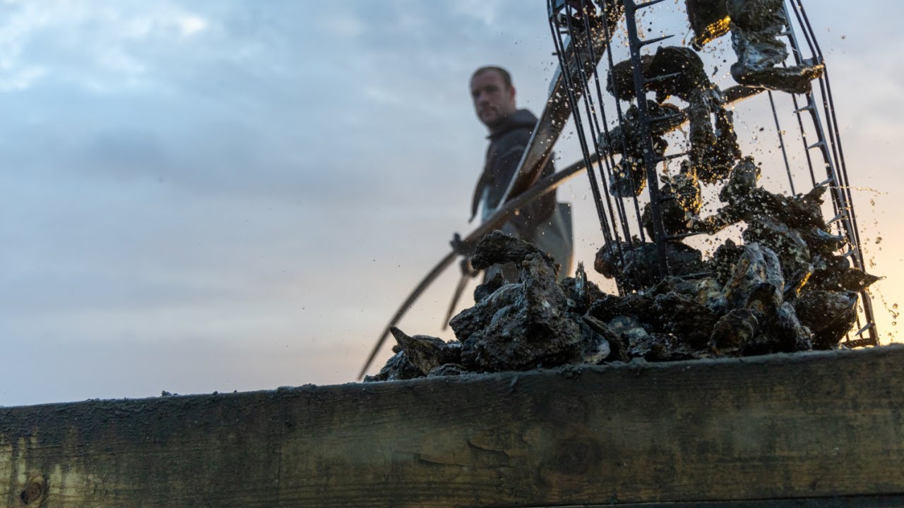 hand tonging oysters *official video* - YouTube