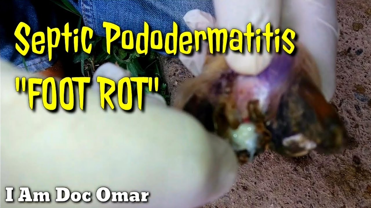 How I Treated A Goat with Painfully Rotting Foot!! | Septic ...