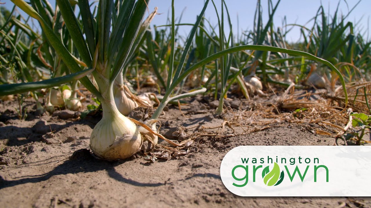 Onion | Washington Grown | S7E2 - YouTube