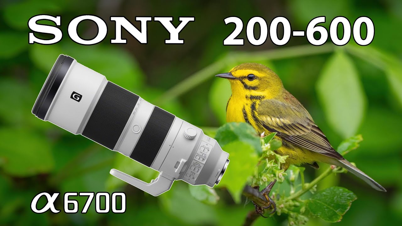 Sony 200-600 Spring Migratory Bird Photography a6700 Camera Body - YouTube