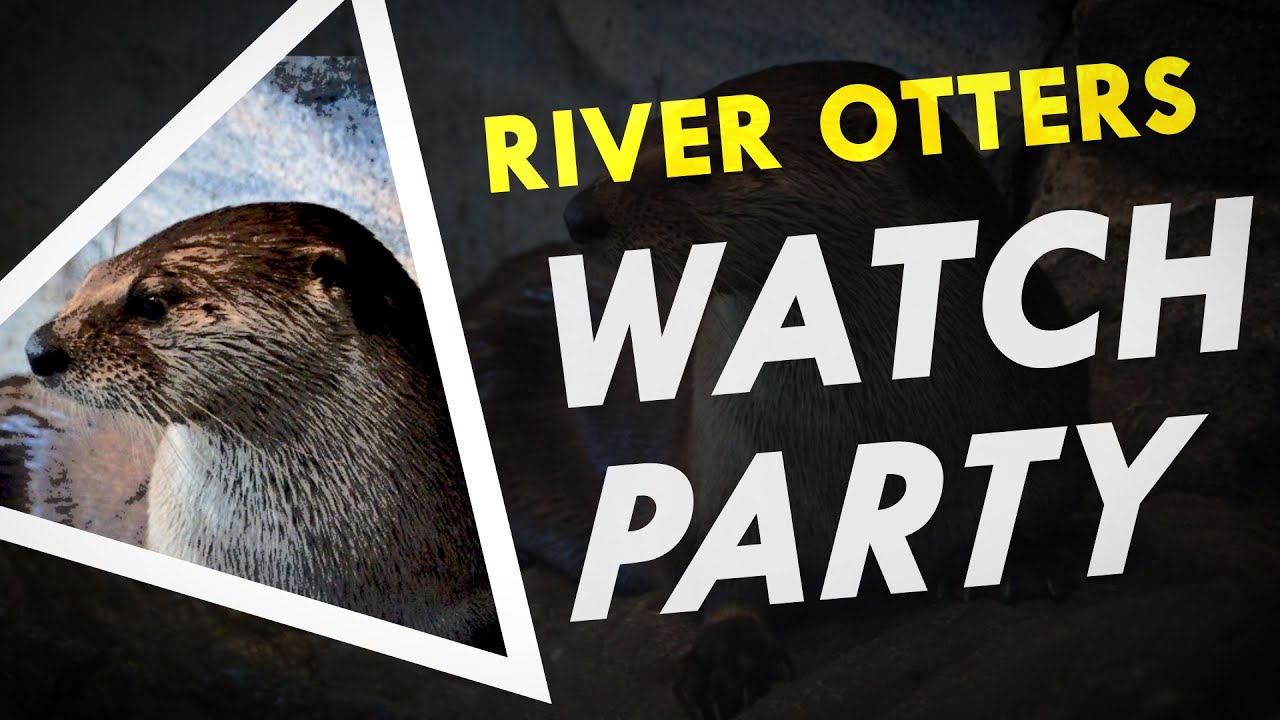GLN First Friday Watch Party | All About Otters - YouTube