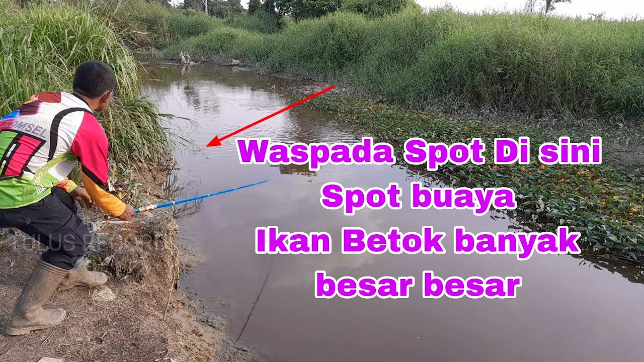 Musim hujan surganya pemancing ikan betok - YouTube