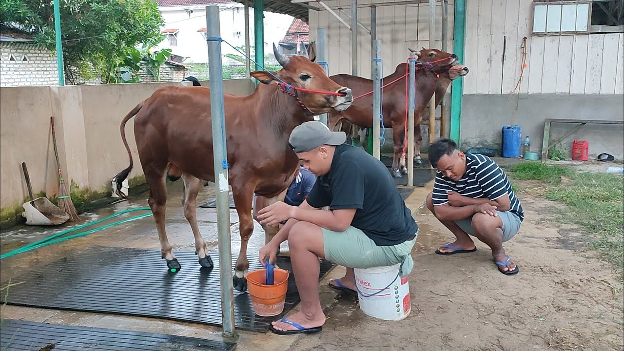 Perawatan sapi JET MATIC oleh Owner muda menjelang kerapan di Bangkalan ...