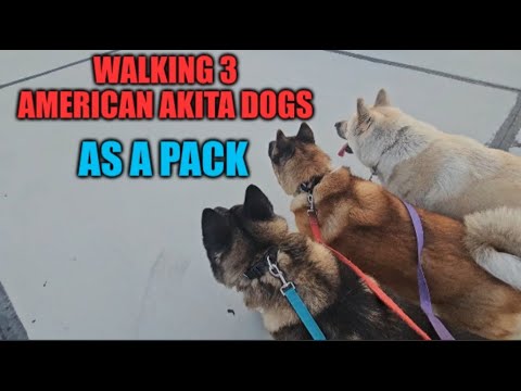 Walking a pack of American Akita Dogs - YouTube