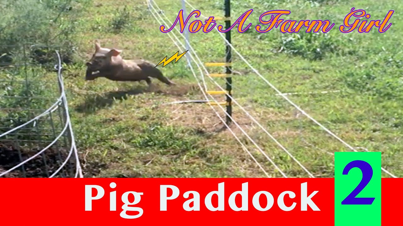 Pig Paddock - part 2 - YouTube