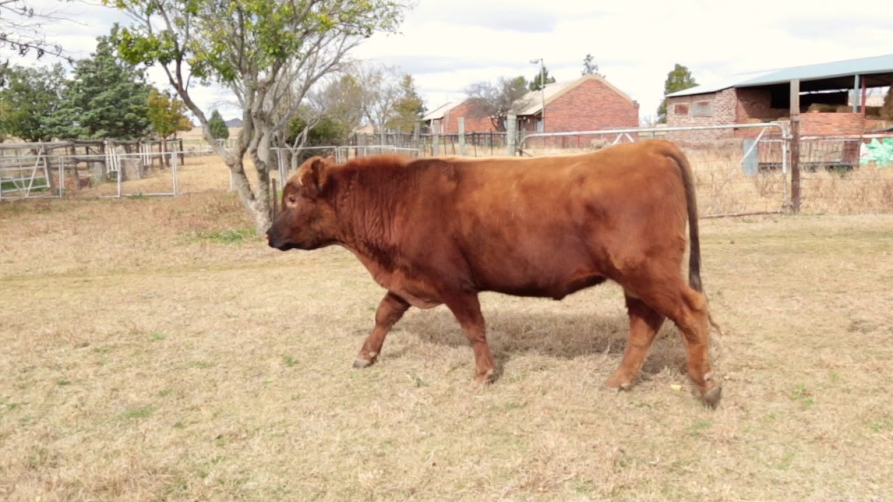 BKB | Transgariep Angus & Afrigus | Lot 21 DW 17 0926 - YouTube