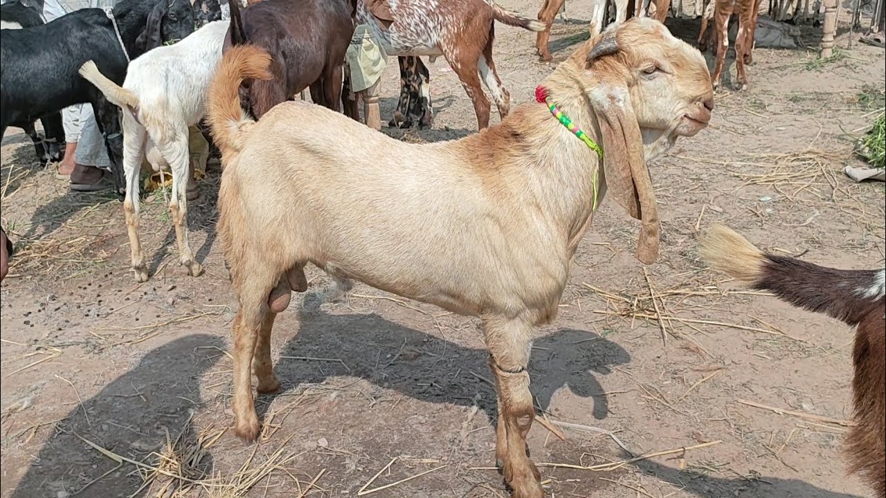 makhi china Bakre | rajanpuri Bakre | qurbani 2023 | desi Bakre ...