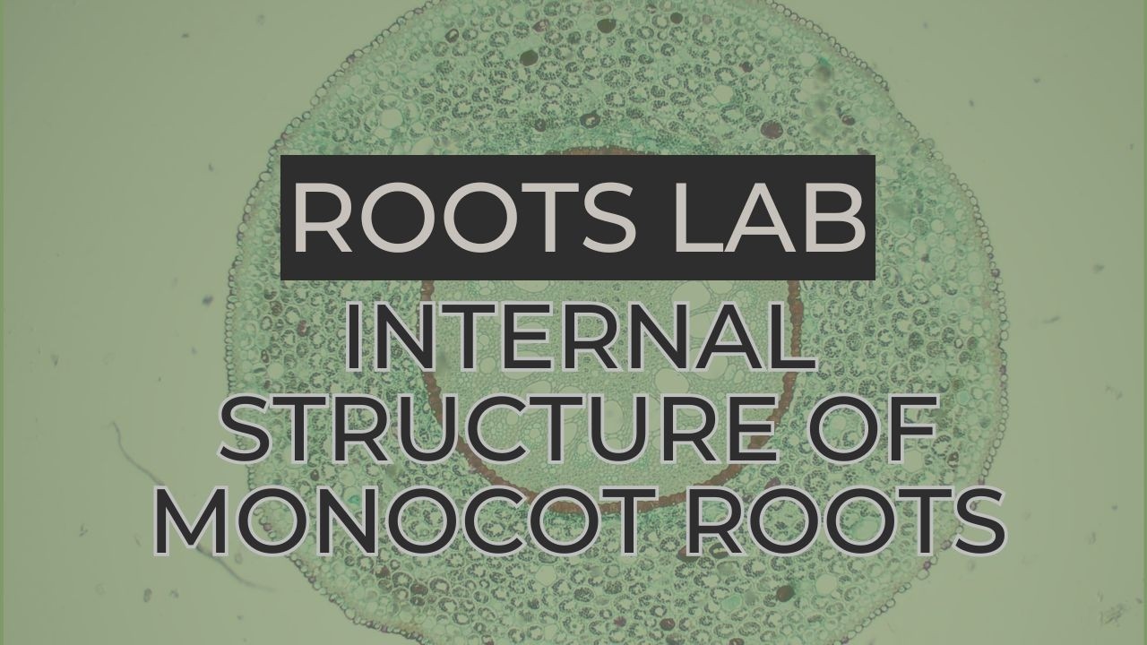 Roots Lab: Internal Structure of Monocot Roots - YouTube