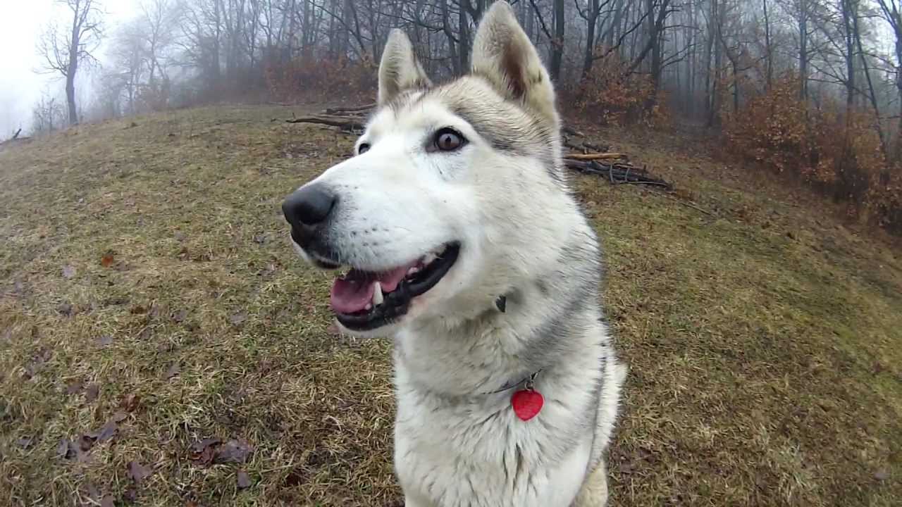 Drift HD Ghost Siberian Husky 02 - YouTube