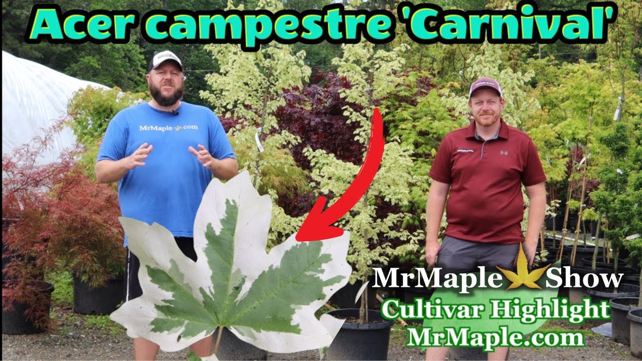 Acer campestre 'Carnival' White Variegated Maple | 10 Gallon Cultivar ...