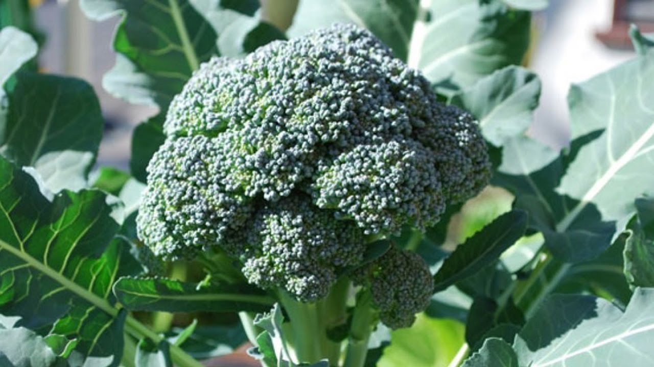বারি ব্রোকলি ১ চাষ পদ্ধতি । Barri Broccoli 1 Cultivation Method | How ...