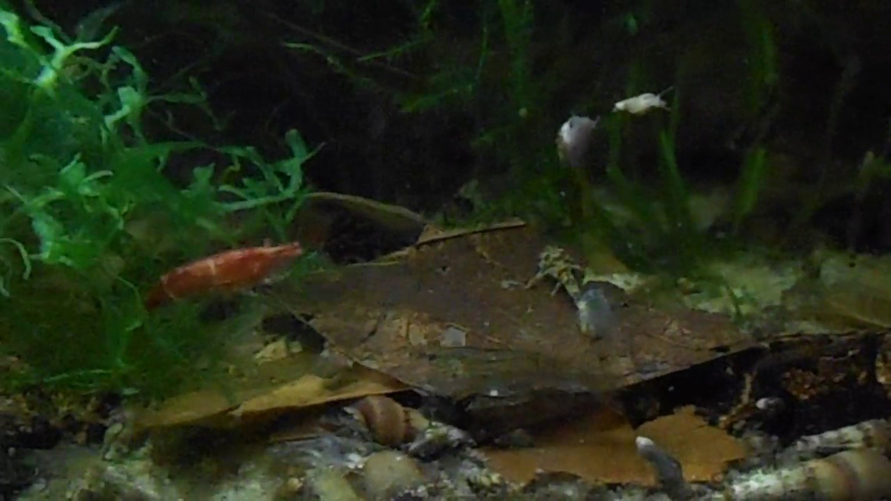 72.Rineloricaria cf microlepidogaster - Three month fish - YouTube