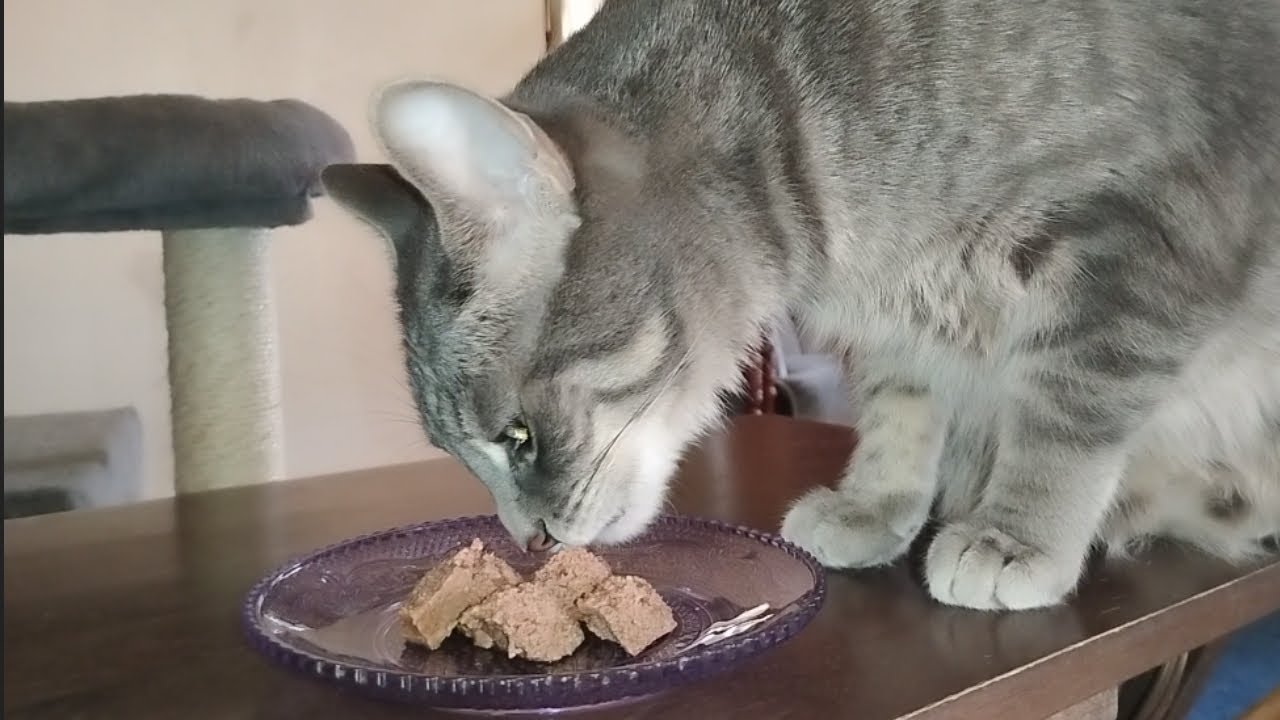 Cat Eating Lunch - YouTube